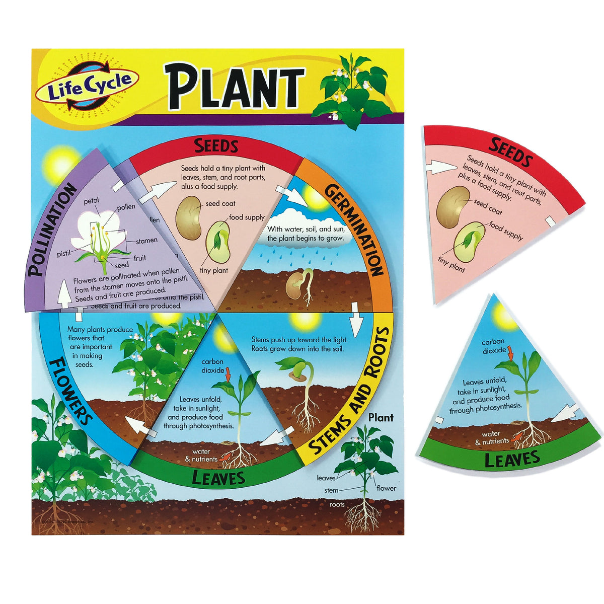 Let's Learn Life Cycles Learning FUN Activity — TREND enterprises