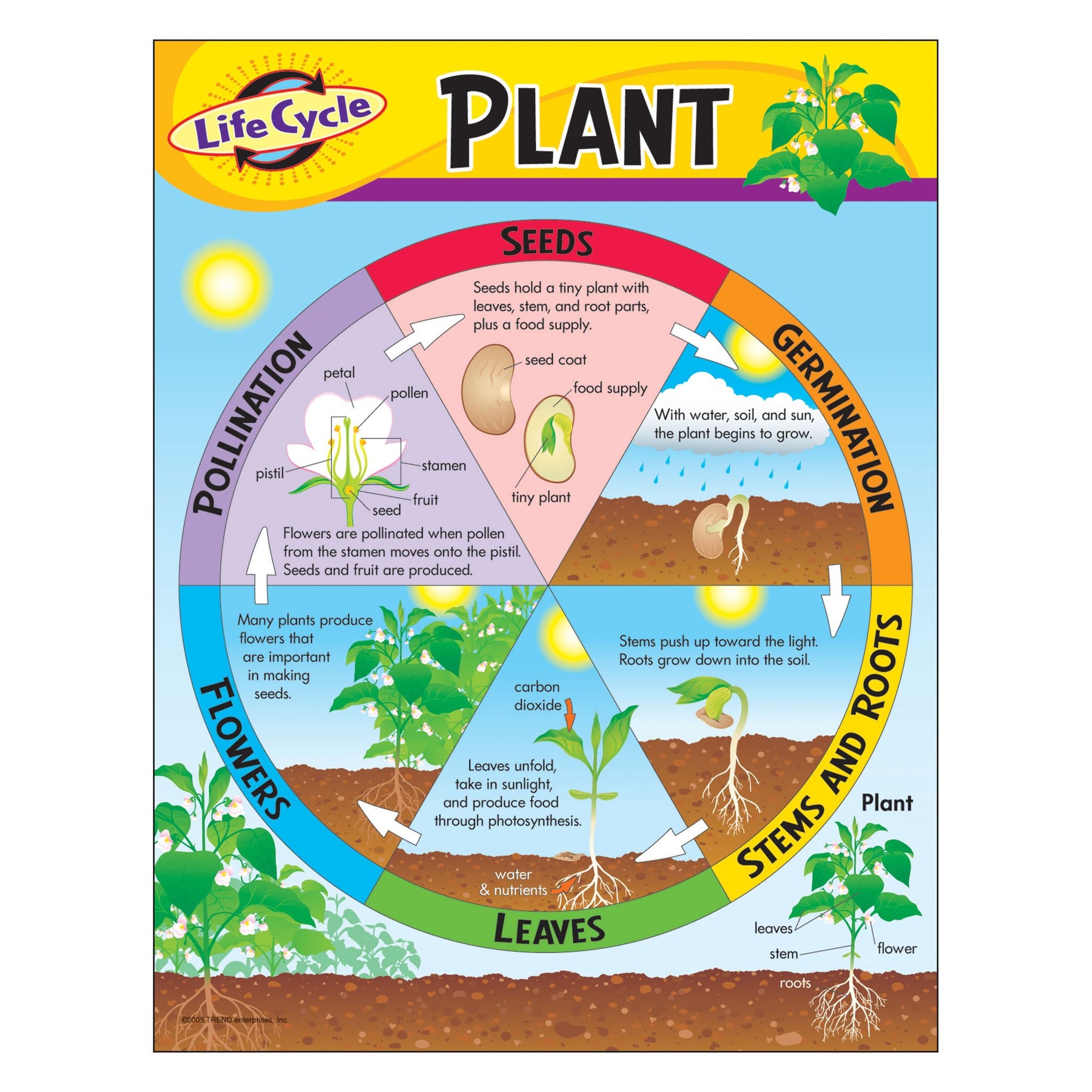 Life Cycle Of Plants From Bulbs Life Cycle Of Plants KS2 | Facts And