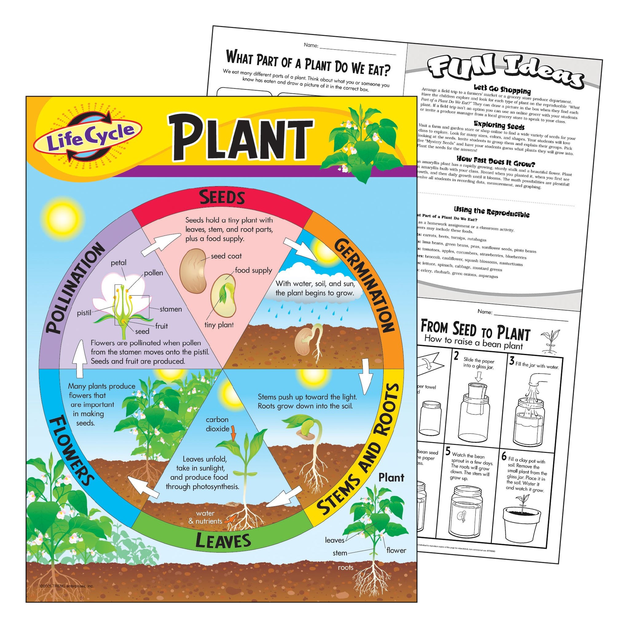 Learning Chart Life Cycle of a Plant T38179 — TREND enterprises, Inc.