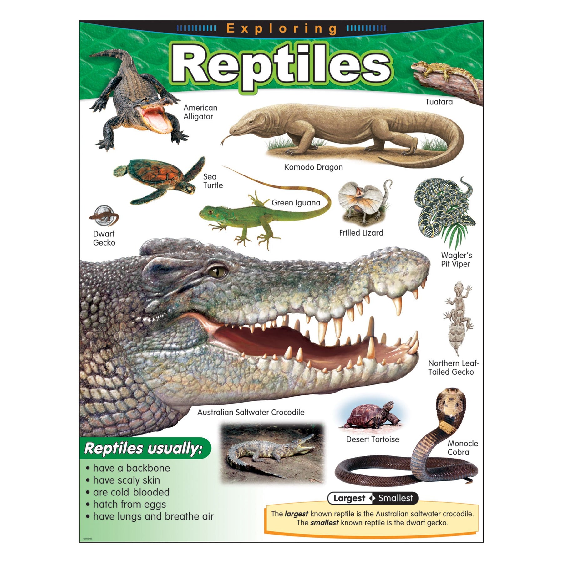 Reptiles And Amphibians Chart