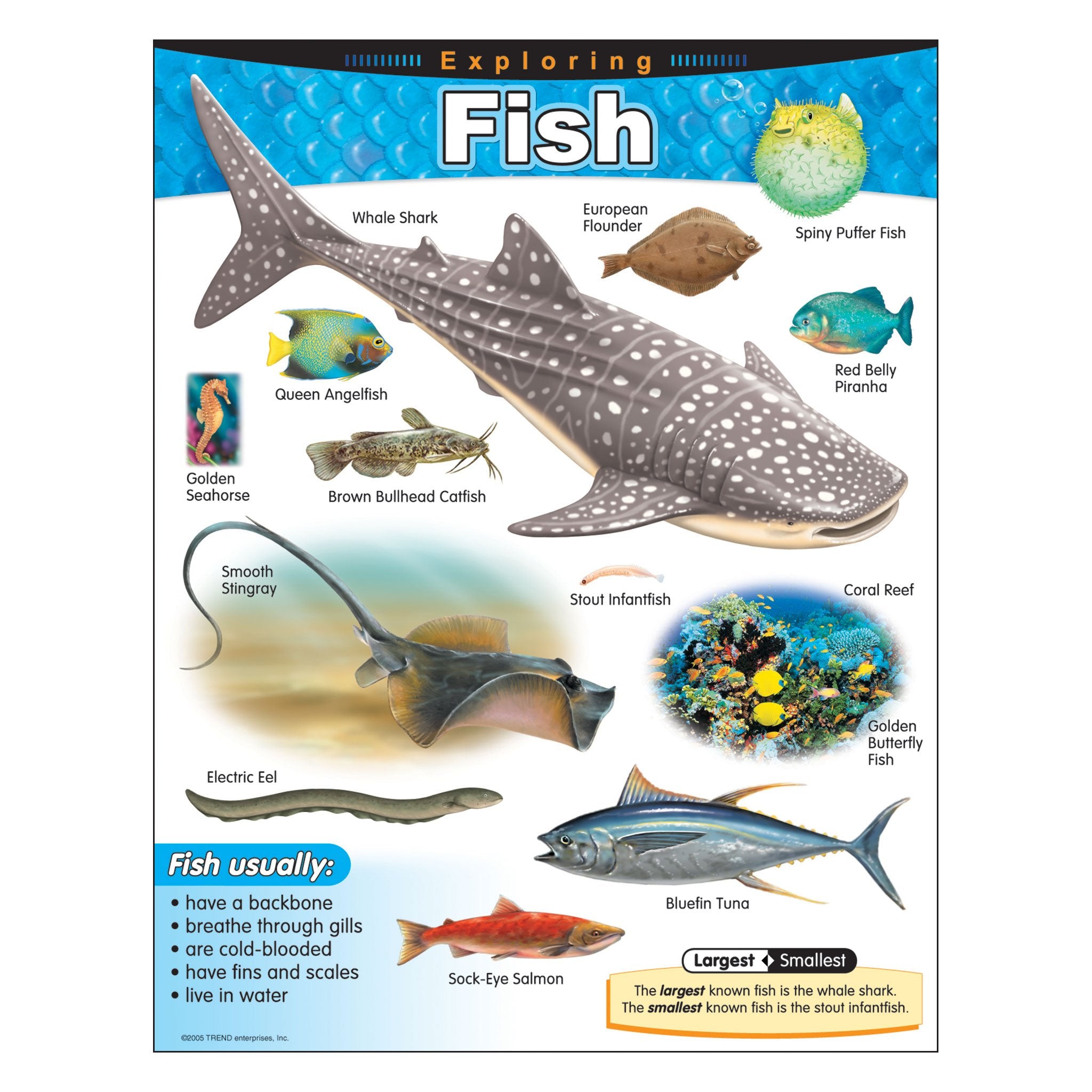 Nature Classroom Theme — TREND enterprises, Inc.