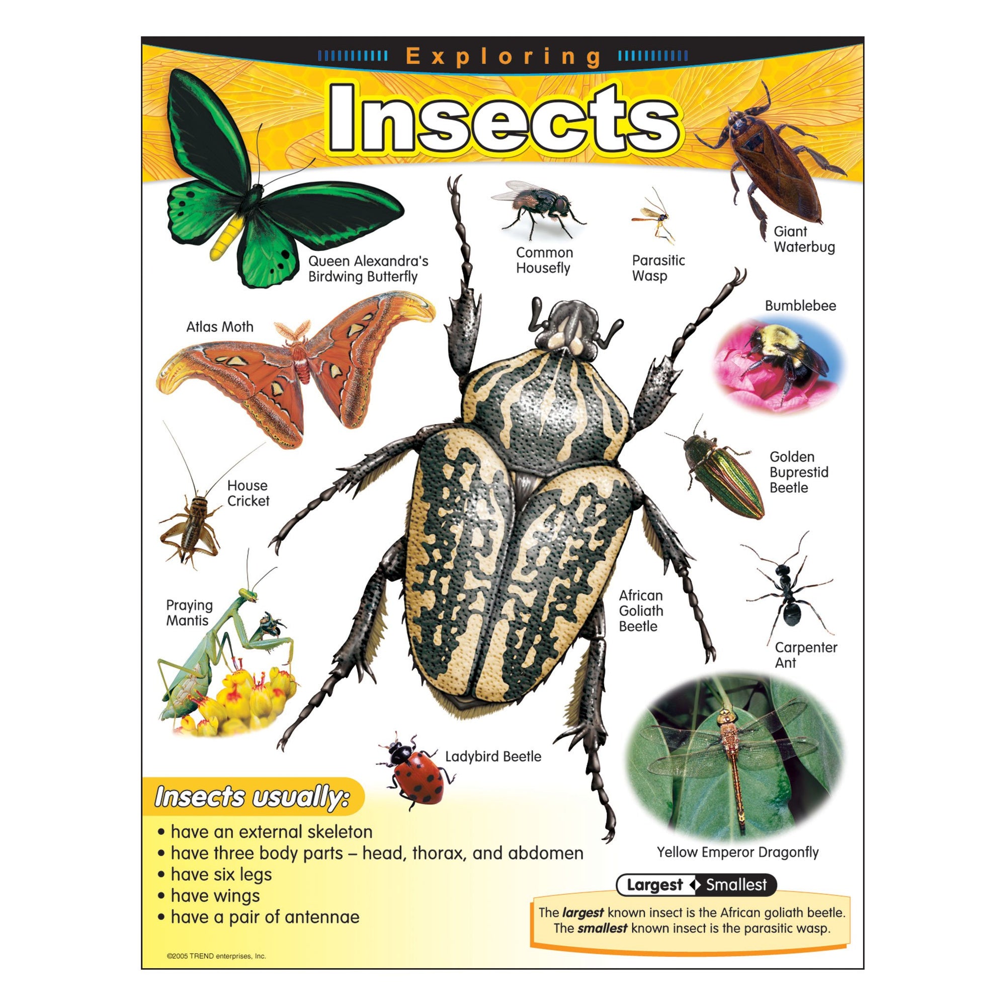 Learning Chart Exploring Insects T38184 — TREND enterprises, Inc.
