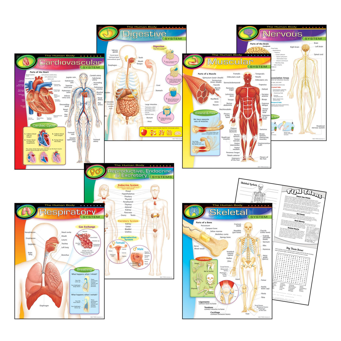 Learning Charts Combo Pack The Human Body T38913 — TREND enterprises, Inc.