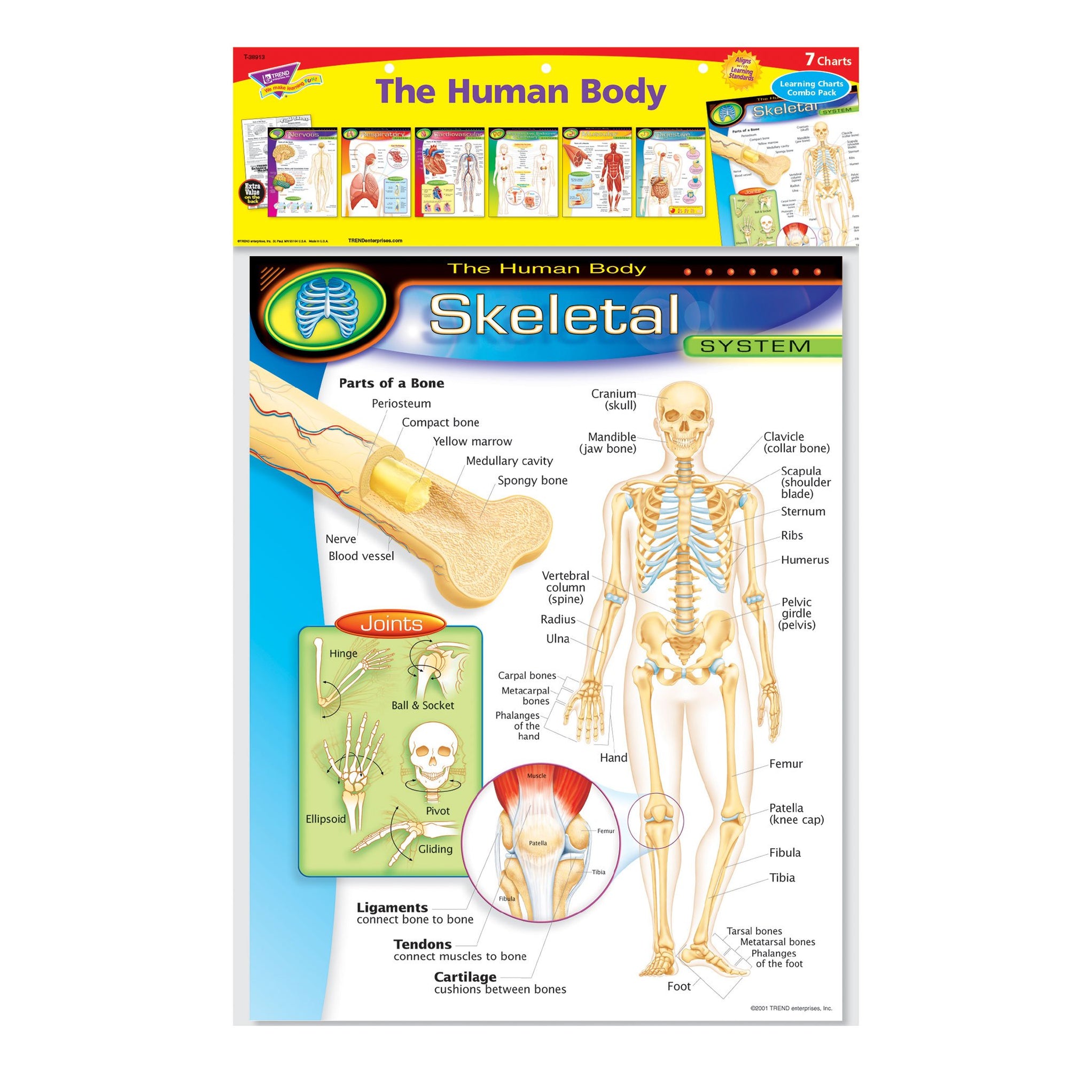 Learning Charts Combo Pack The Human Body T38913 — TREND enterprises, Inc.
